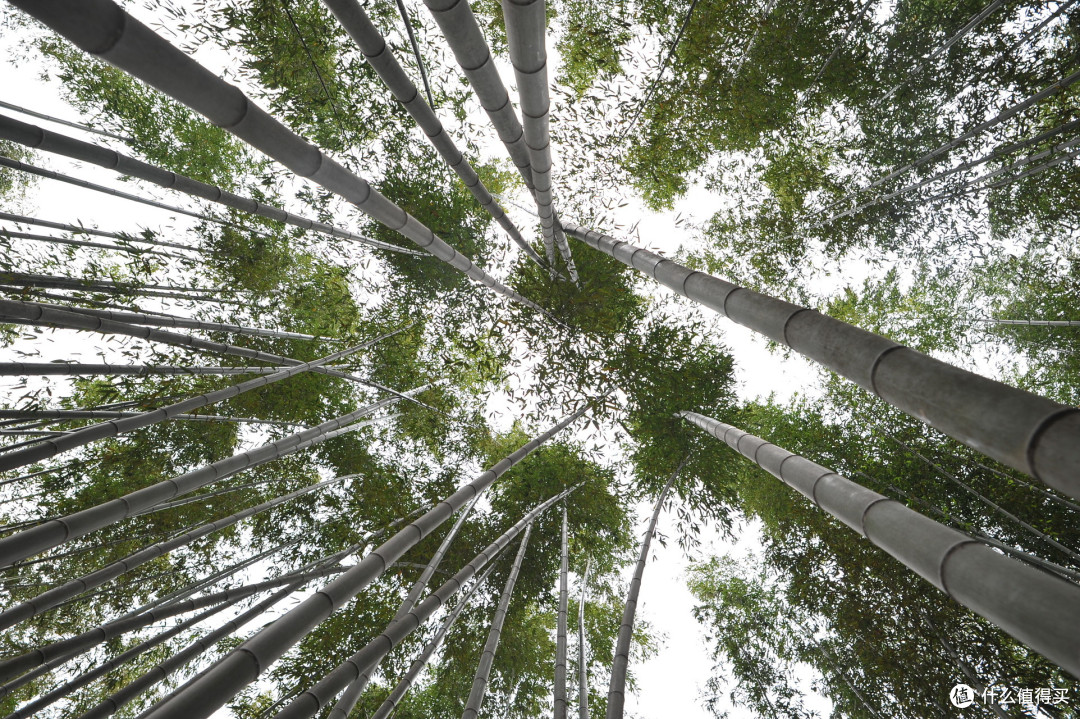 说说我用过的镜头 腾龙SP 24-70mm f/2.8 Di VC USD（A007）_镜头_什么值得买