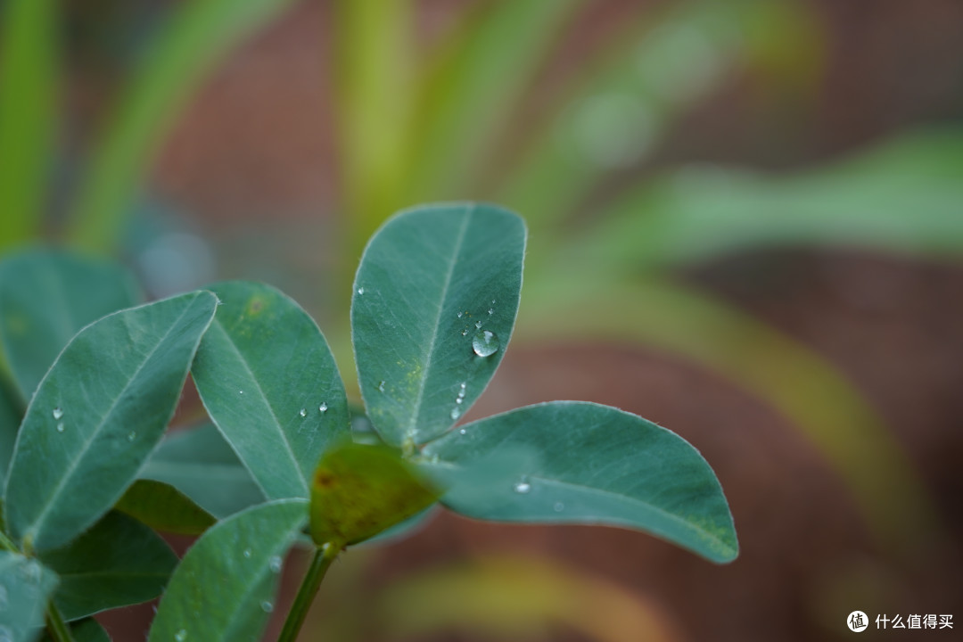 索尼A7C+24105G 随拍（二）夏日雨后的小院随拍_相机_什么值得买