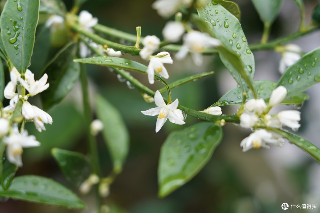 索尼A7C+24105G 随拍（二）夏日雨后的小院随拍_相机_什么值得买