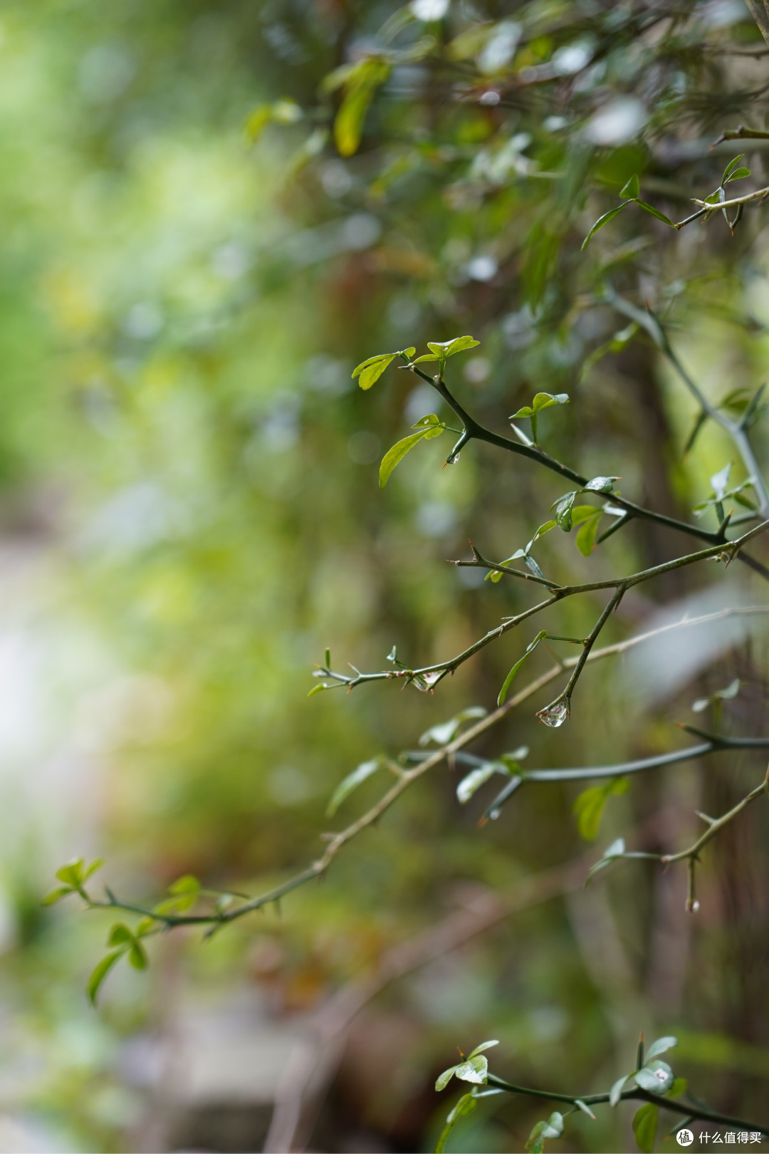 索尼A7C+24105G 随拍（二）夏日雨后的小院随拍_相机_什么值得买