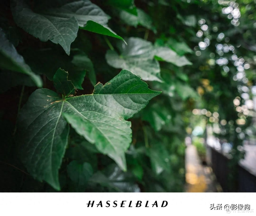 传统摄影强牌：哈苏中画幅镜头体验 XCD 4/28P_镜头_什么值得买