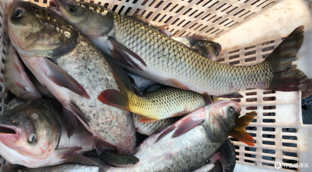 青鱼：一种美味又营养的淡水鱼 篇一_水族_什么值得买