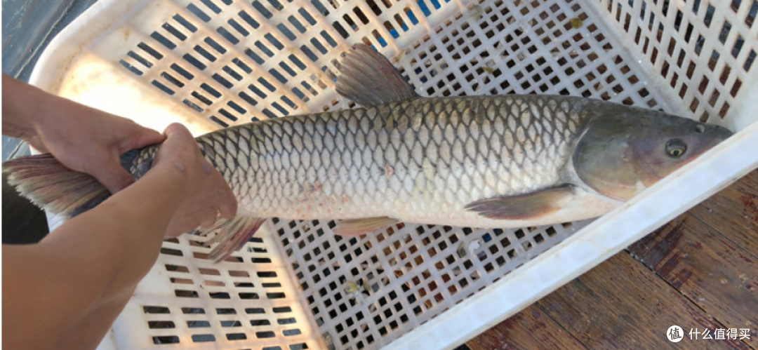 青鱼：一种美味又营养的淡水鱼 篇二_海鲜水产_什么值得买