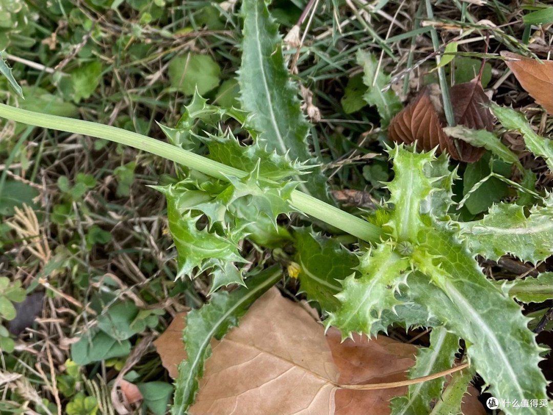 苦苣菜，乡间常见的宝藏野菜！_蔬菜_什么值得买