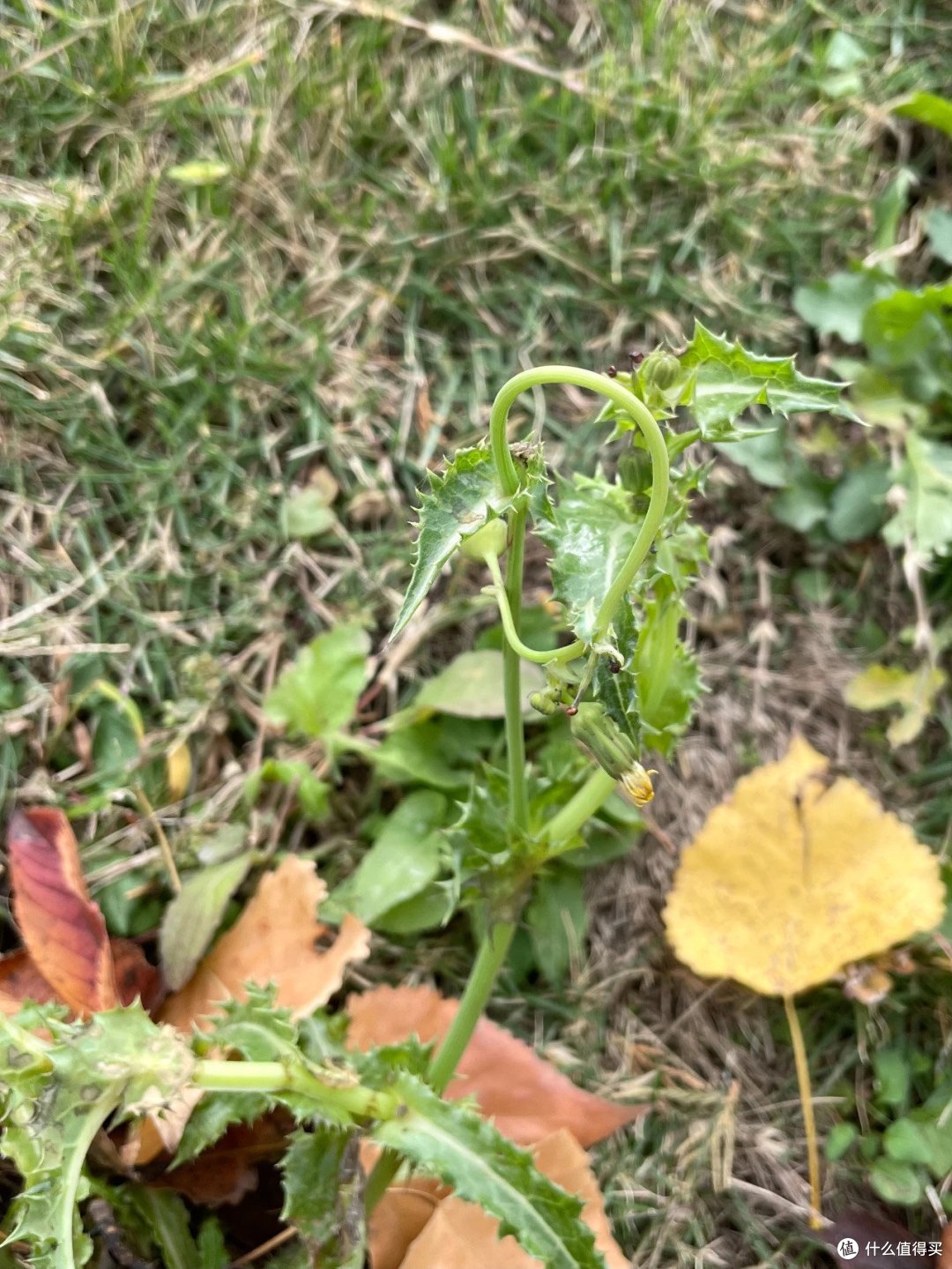 苦苣菜，乡间常见的宝藏野菜！_蔬菜_什么值得买