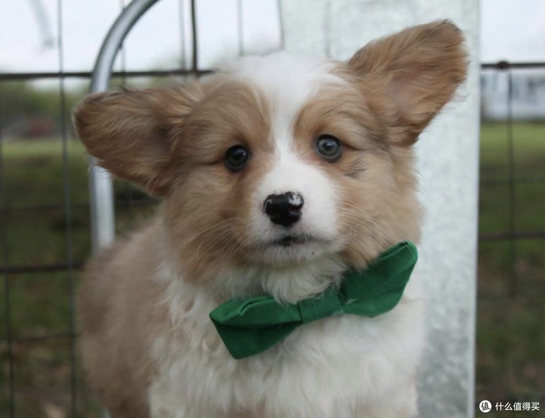 长毛柯基犬，超喜欢的可爱小狗🐶，大家一起来看可爱的小狗狗！_狗狗_什么值得买