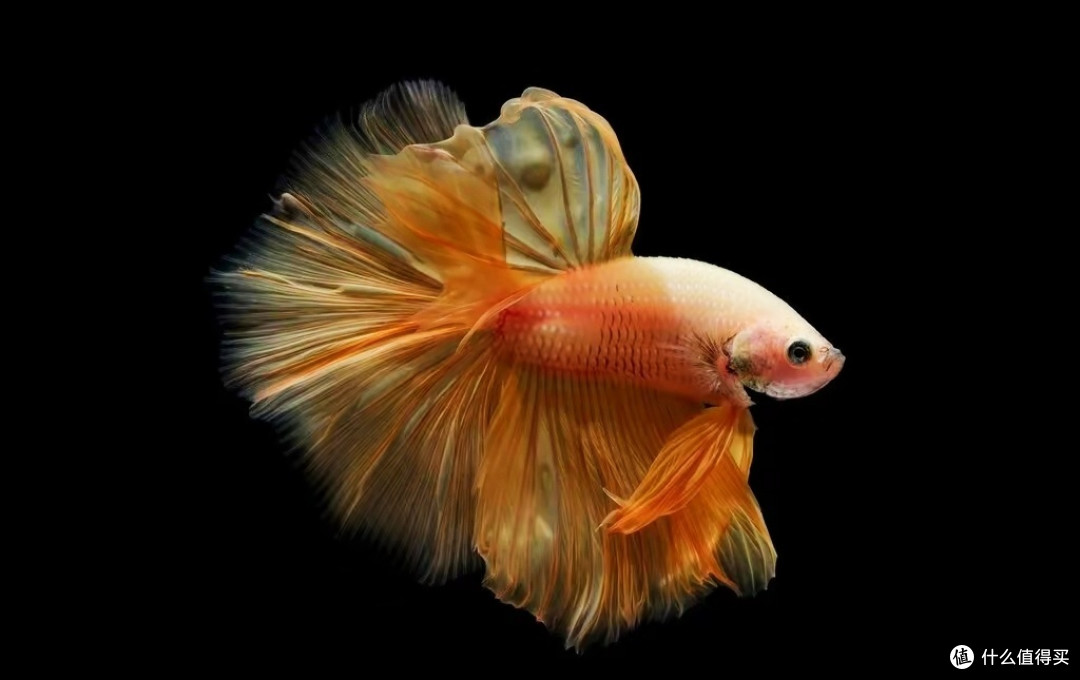 泰国斗鱼怎么养？我说的这8个方面做好，给你惊喜不断_水族_什么值得买