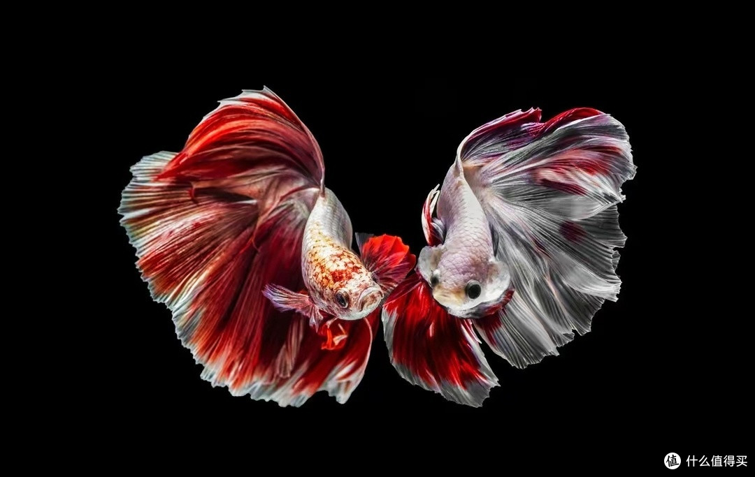 泰国斗鱼怎么养？我说的这8个方面做好，给你惊喜不断_水族_什么值得买