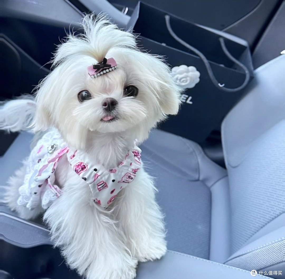 8种适合“新手”养的“小型犬”，你更喜欢哪个品种？_狗狗干粮_什么值得买