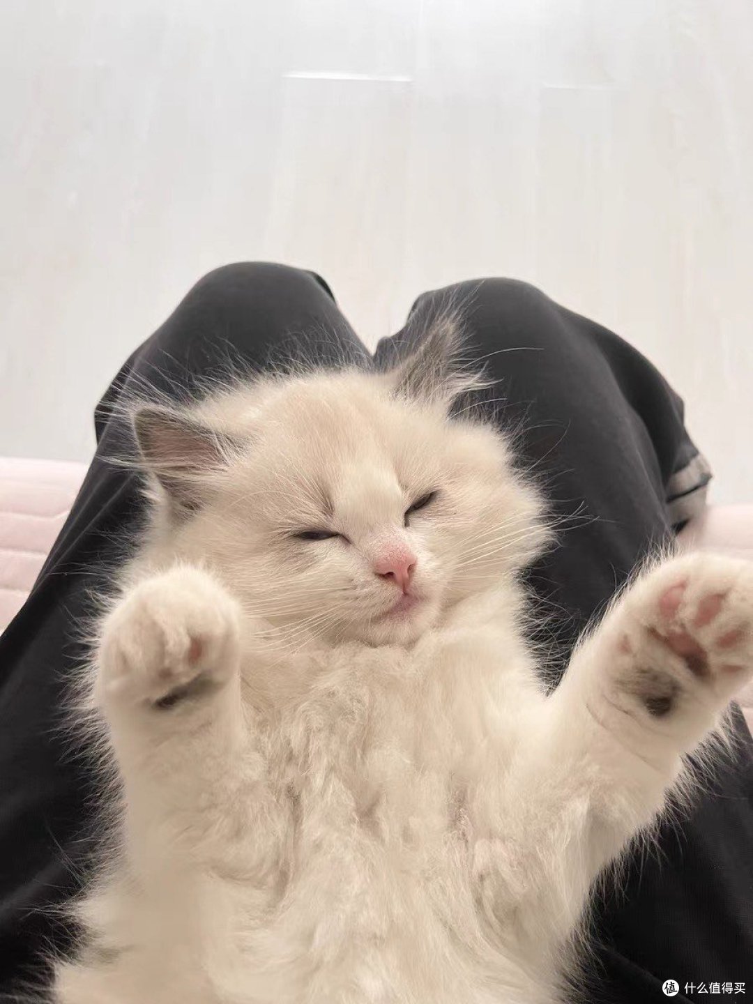 皇家BK34：孕猫及1-4月龄幼猫的首选营养之粮_猫咪干粮_什么值得买