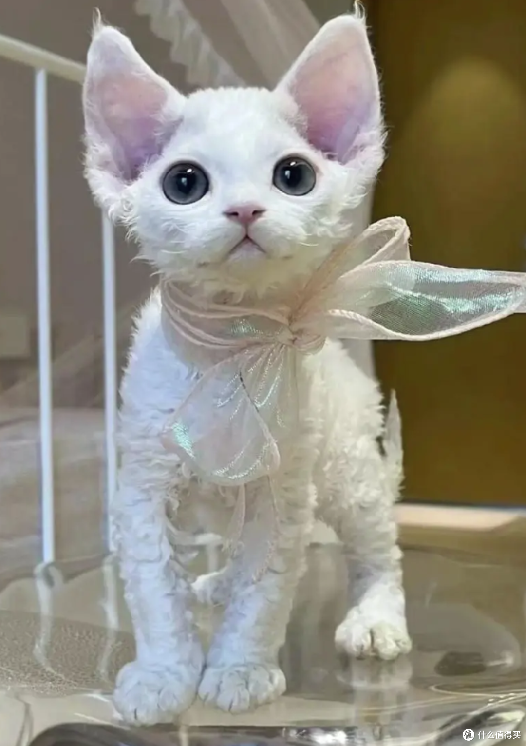 德文卷毛猫：一种独特而迷人的猫种_猫咪_什么值得买